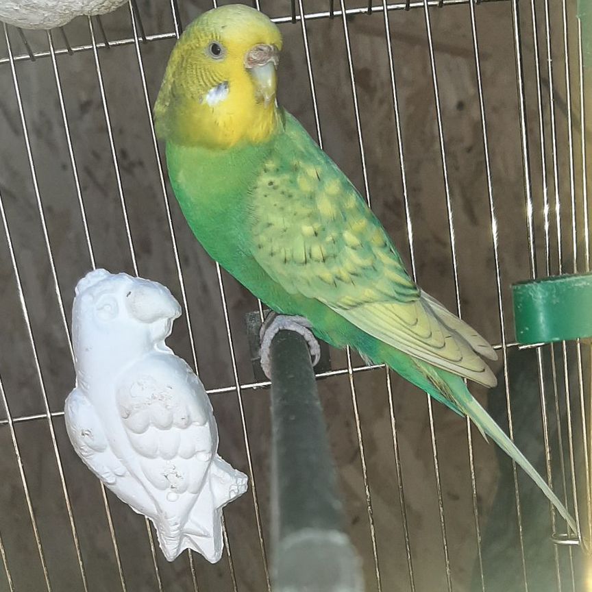 Волнистый попугай, самочка