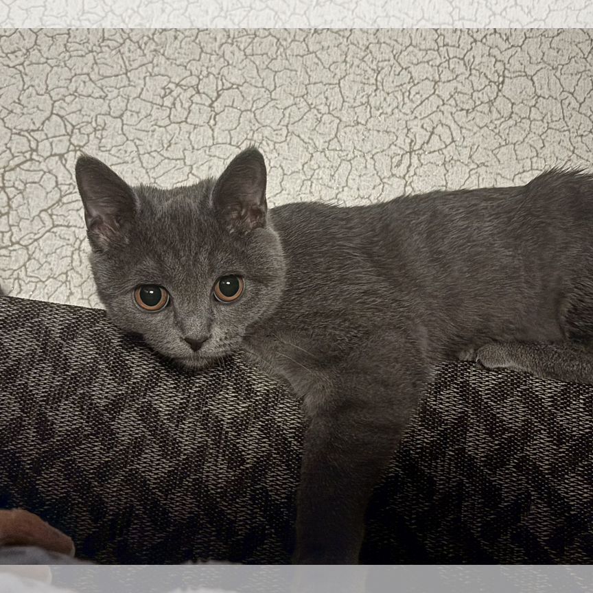 Британский длинношёрстный котёнок