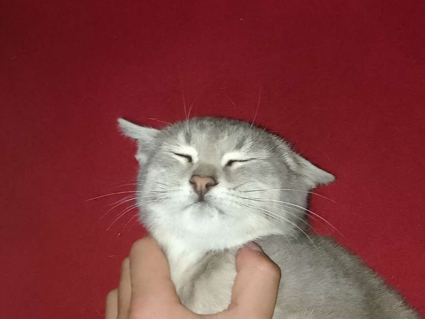Кошка