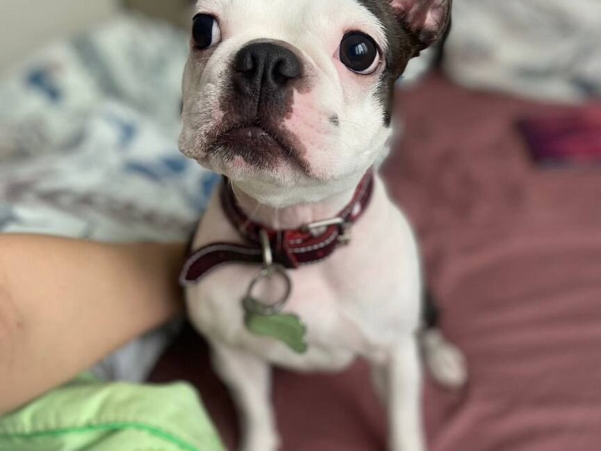 Собака в добрые руки