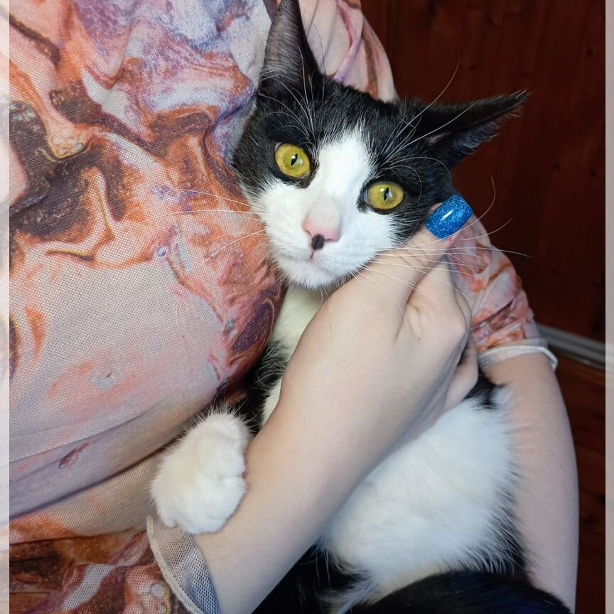 Котенок мальчик красавчик