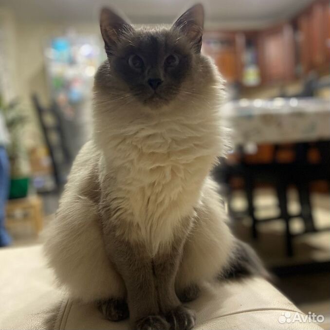 Кот тайской породы в хорошие руки