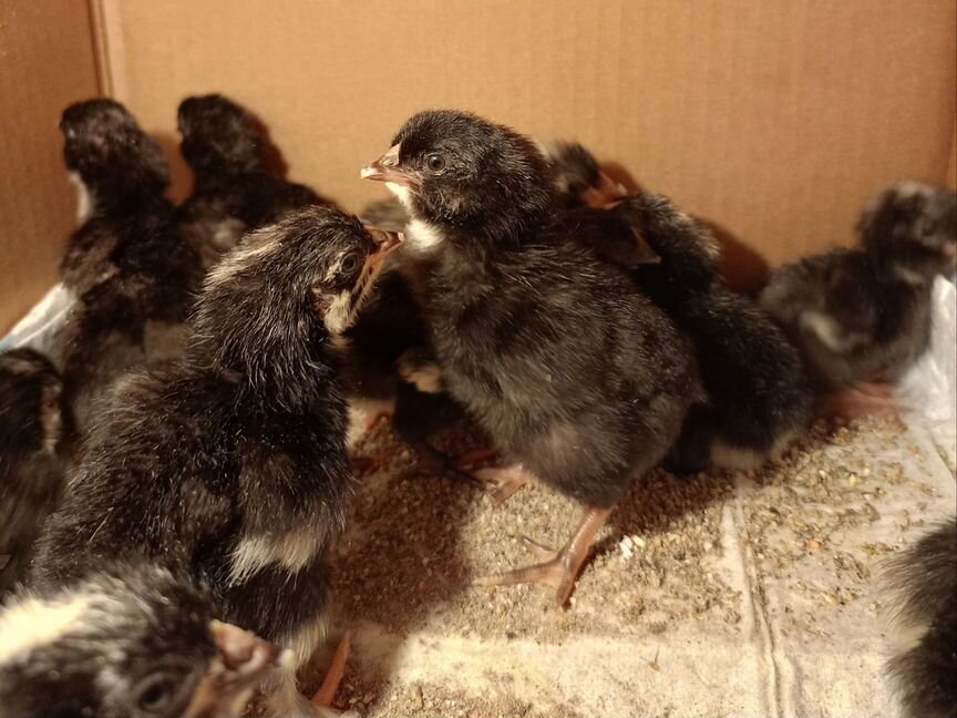 Цыплята доминант