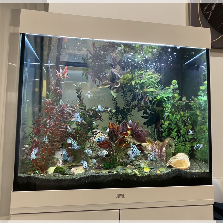 Аквариум juwel 200л с тумбой