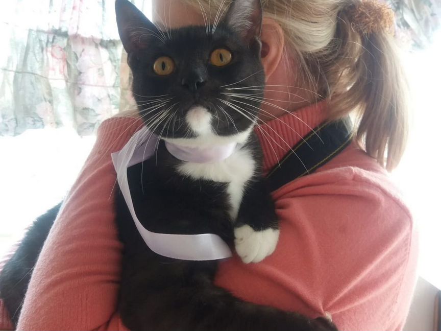 Пожалуйста, заметьте милую кошечку