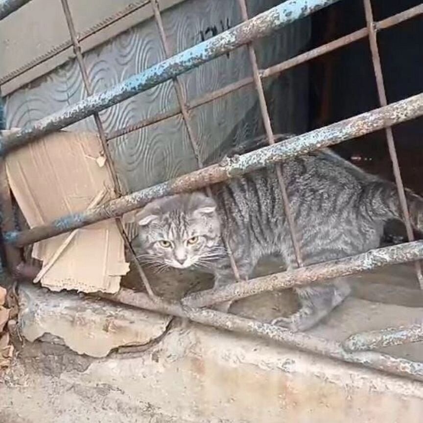 Найдена кошка