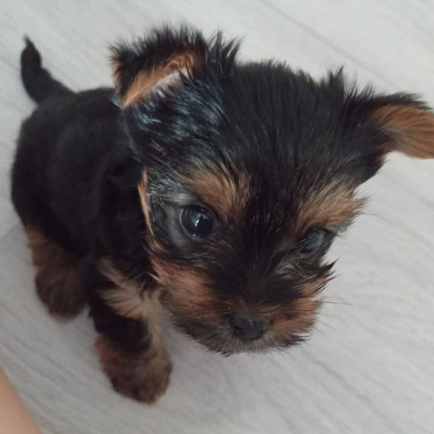 Йоркширский терьер, щенок