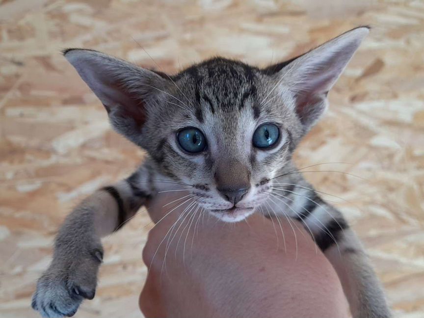 Ориентальная кошечка