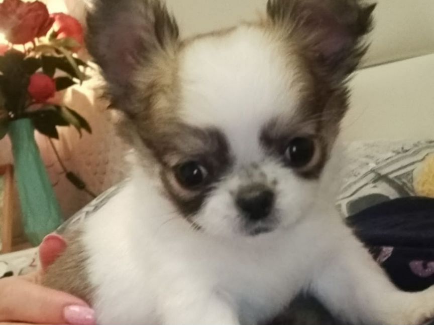 Щенки Чихуахуа