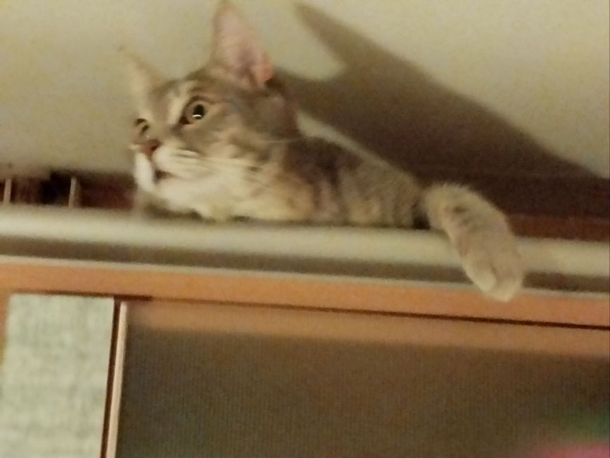 Кошка