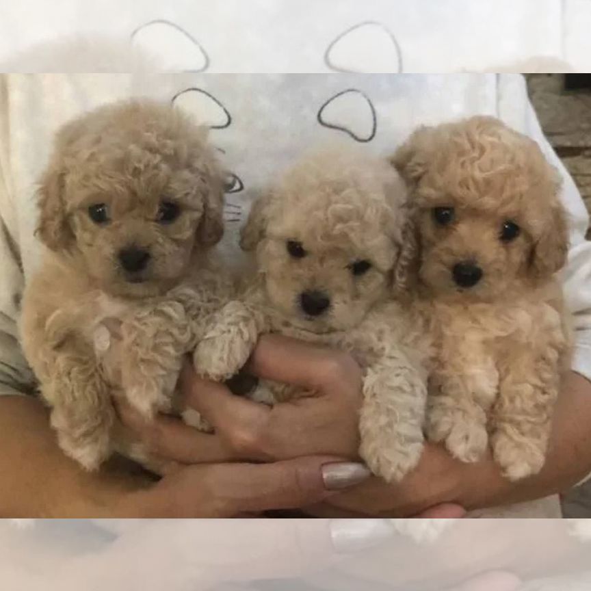 Мальтипу, щенок