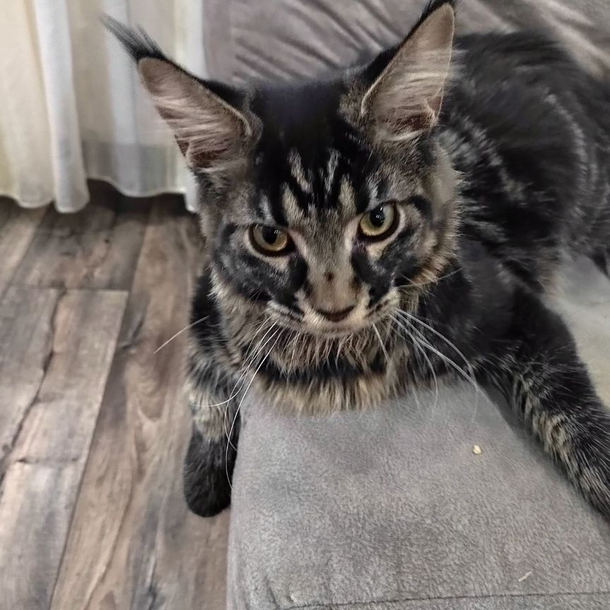 Котята мейнкуна