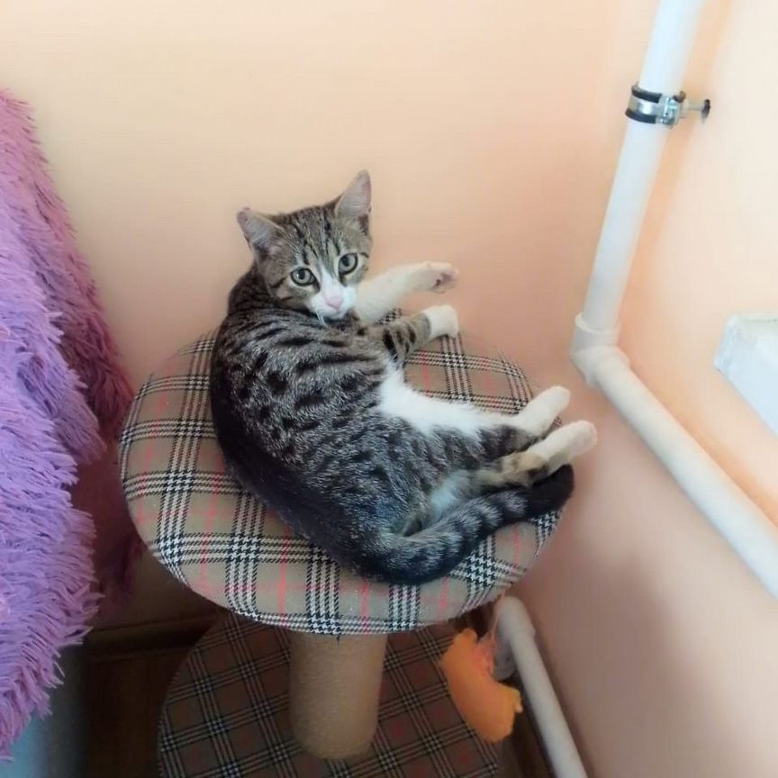 Котенок в добрые руки