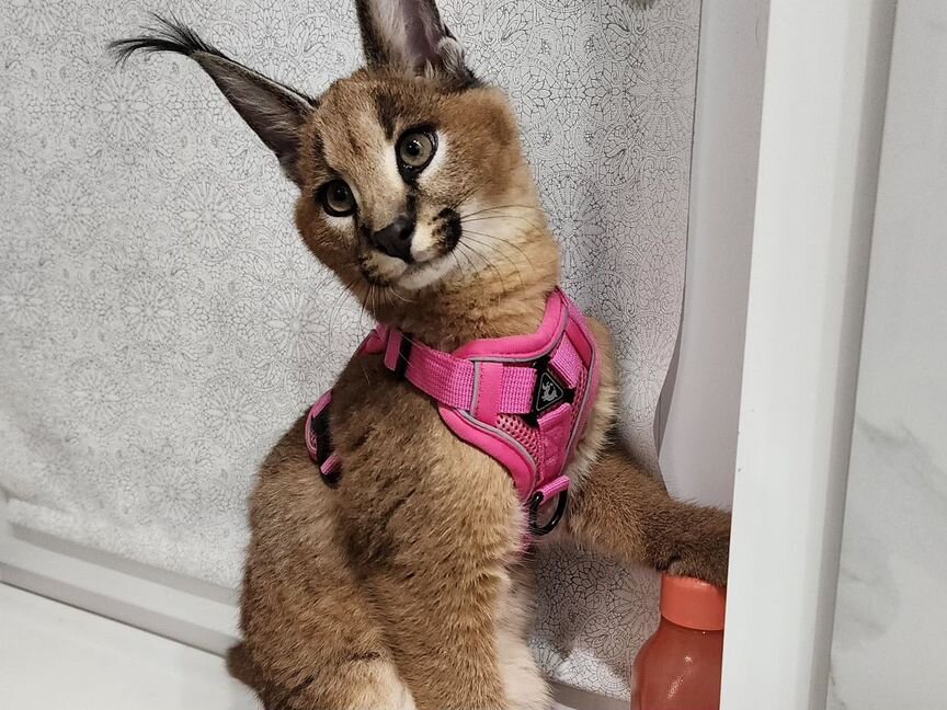 Кошка не каракет