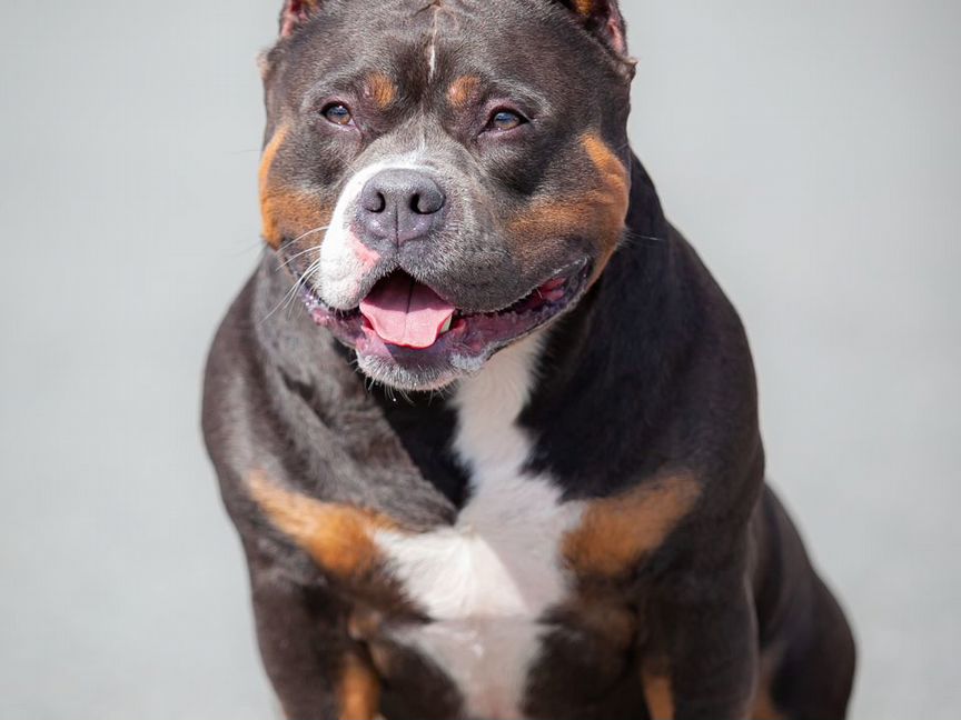 Американский булли Иракли открывается на 2 вязки