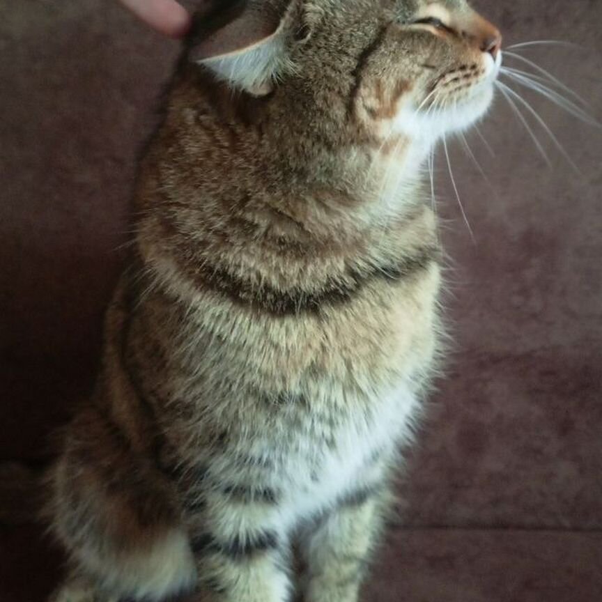 Кот смесь Мейн-кун и Шотландки