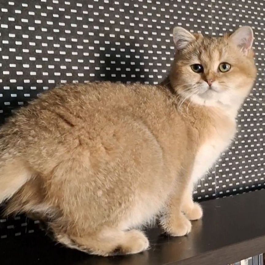 Золотая кошечка. Питомник
