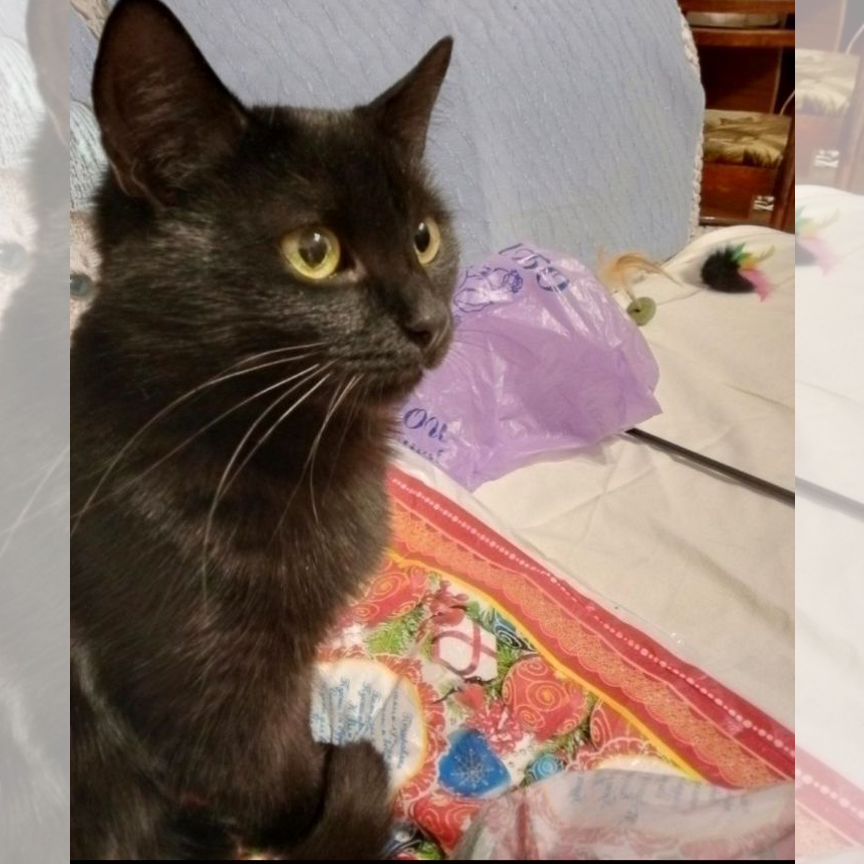 Взрослый кот в добрые руки