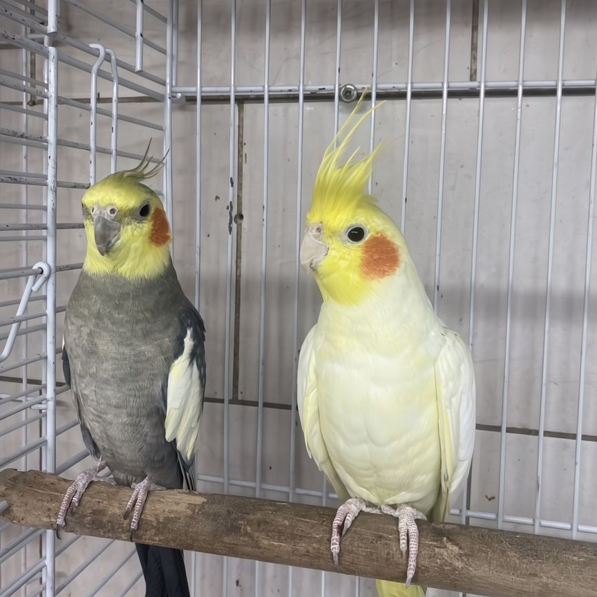 Попугай корелла