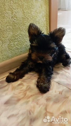 Йоркширский терьер (мальчик) мини