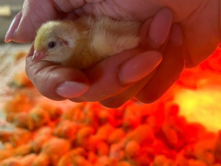 Живая птица, перепела