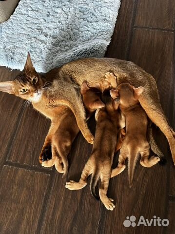 Абиссинские котята