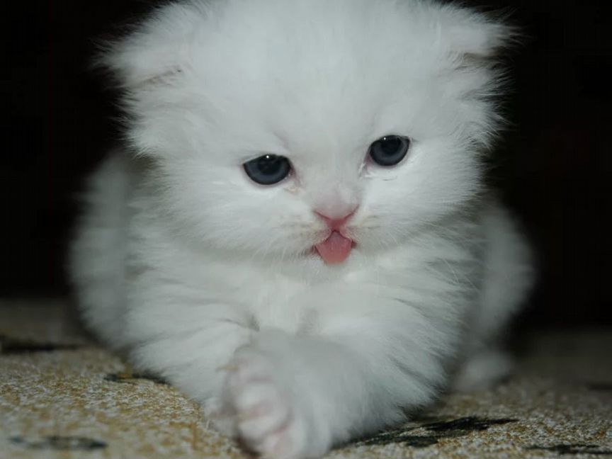 Котята
