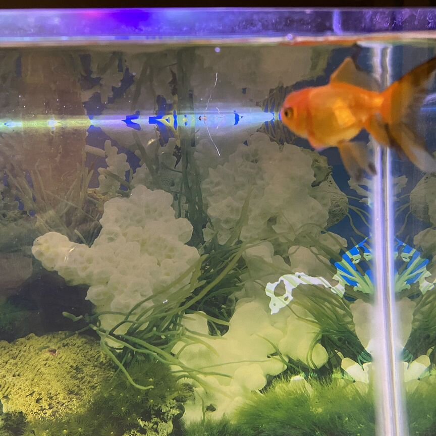 Рыбка оранда