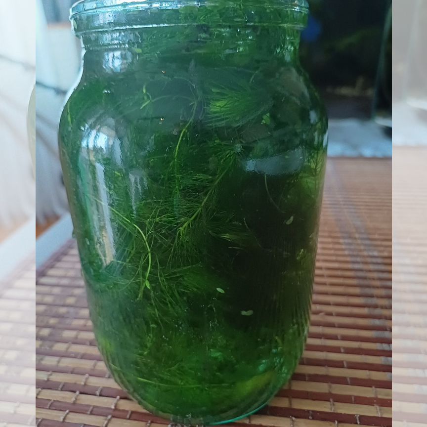 Кладофора и Роголистник банка 1л