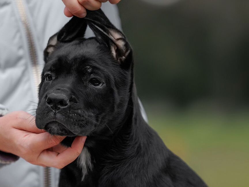 Кане Корсо щенок девочка