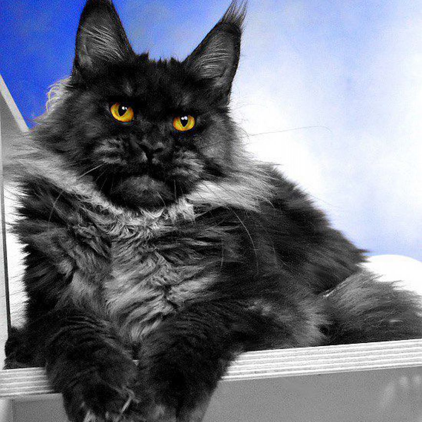 Мейн-кун девочка