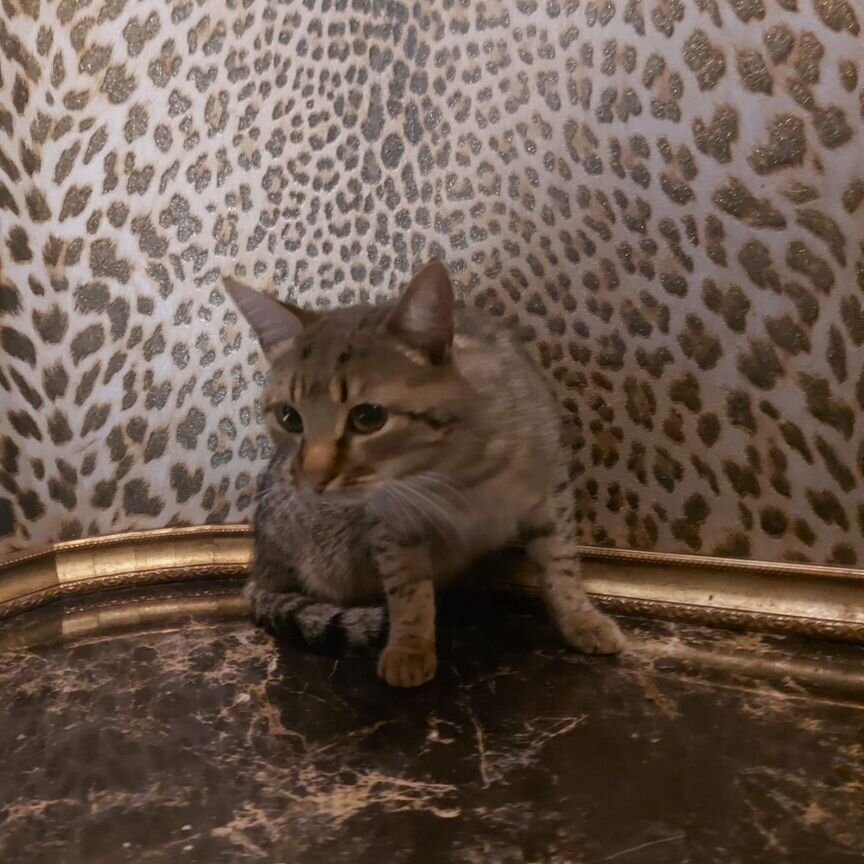 Отдам бесплатно