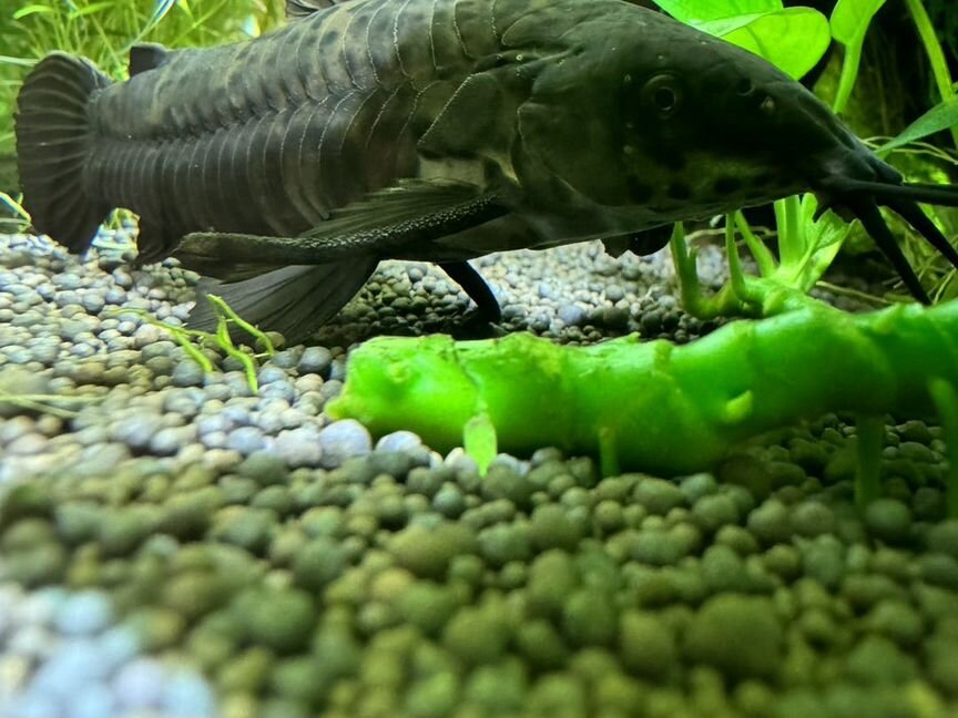 Сом таракатум