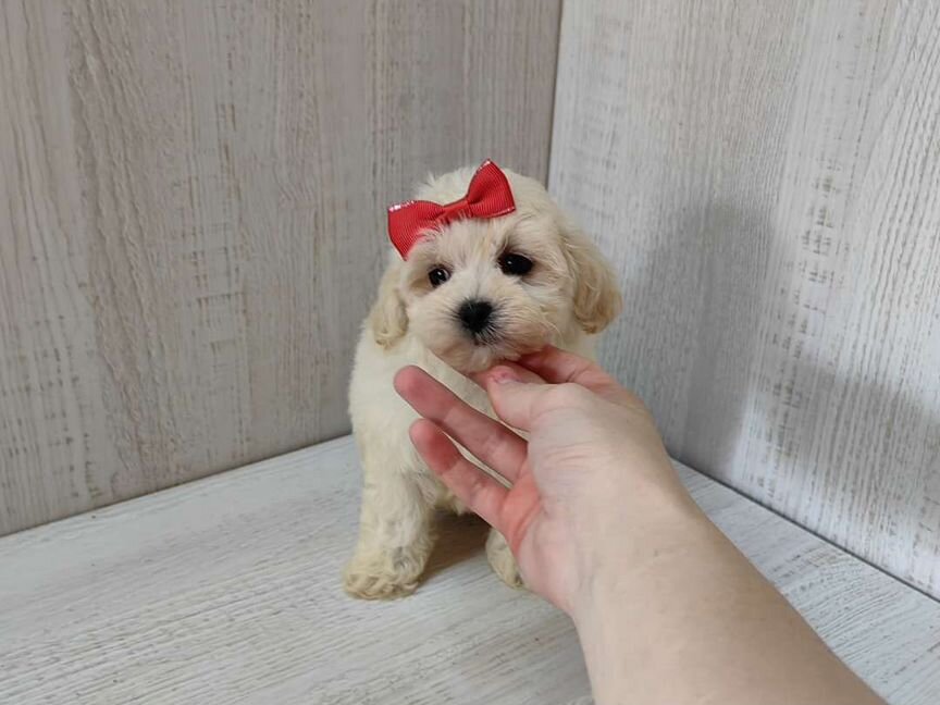 Мальтипу и Той Пудель