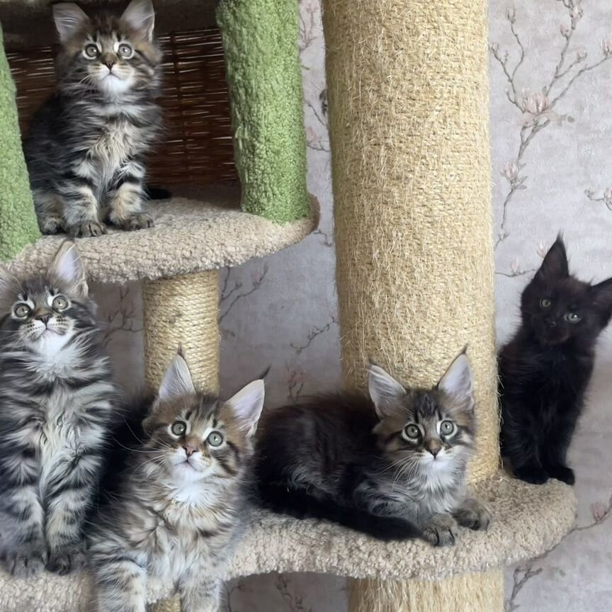 Котята мейн-кун