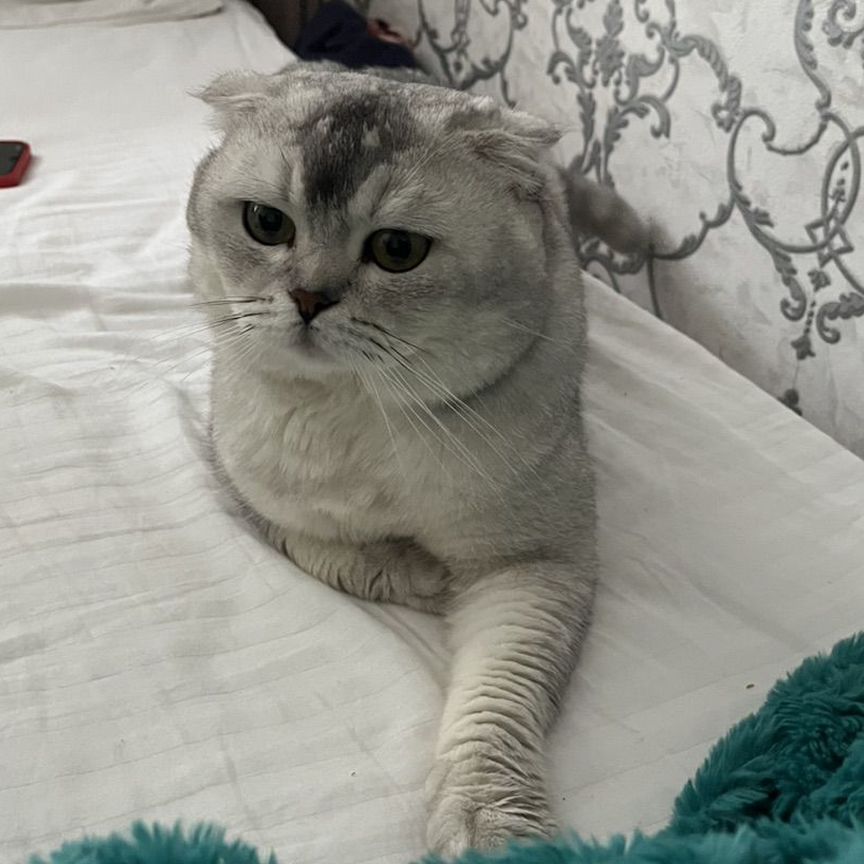 Кот в добрые руки