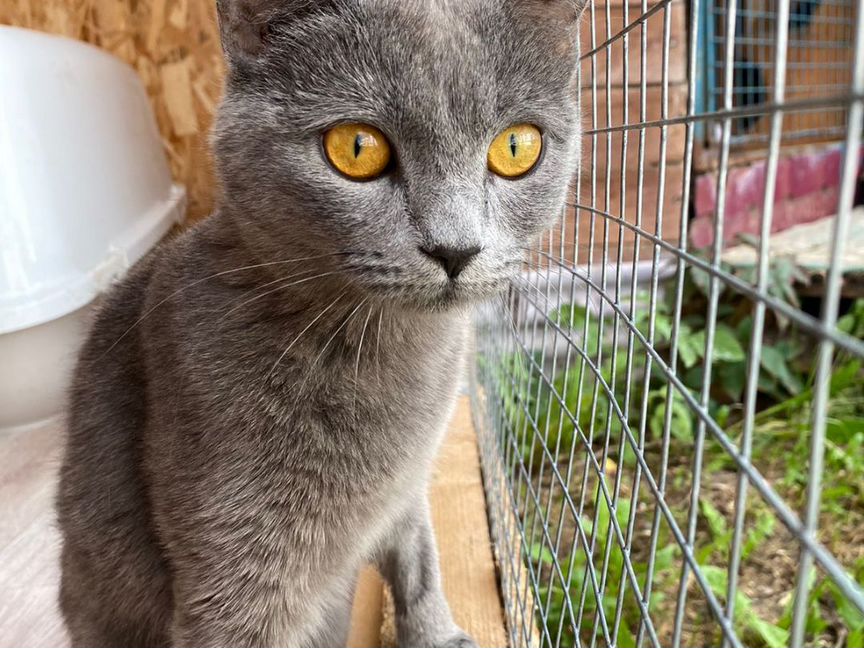 Милая кошечка Лия в дар