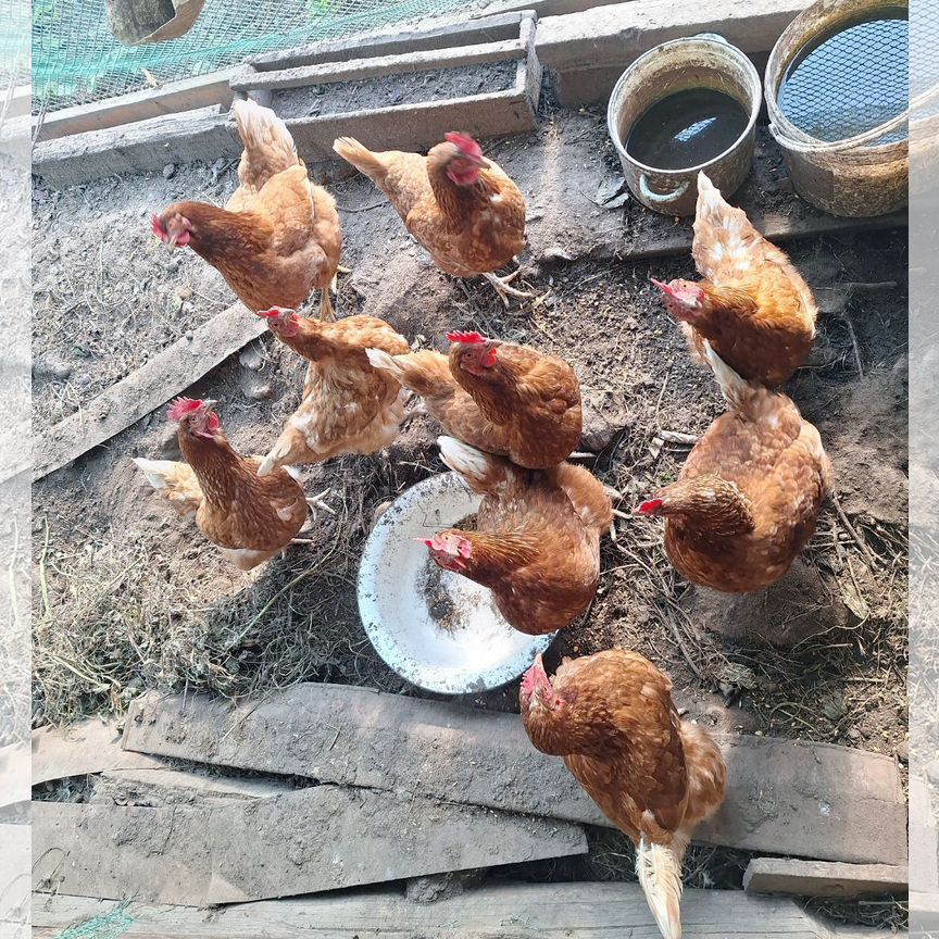 Курицы