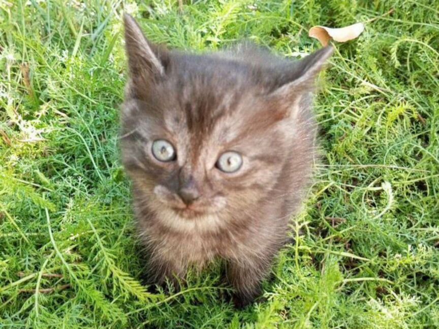 Котята бесплатно