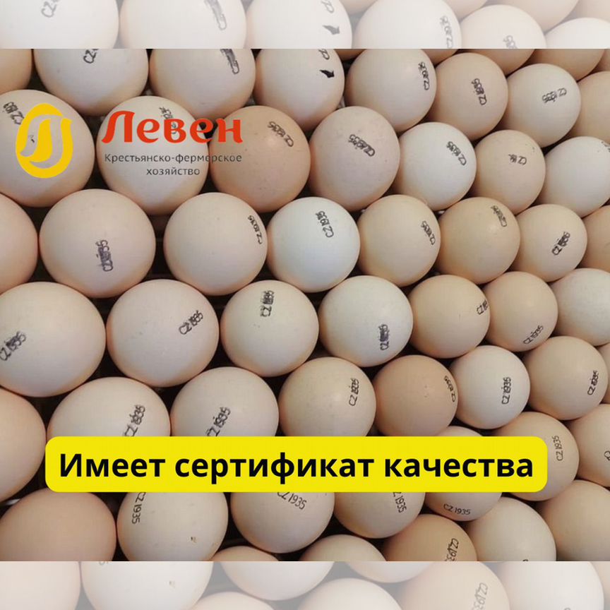 Инкубационное яйцо кобб-500 / росс-308