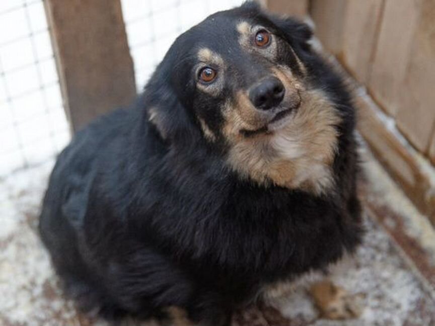 В добрые руки