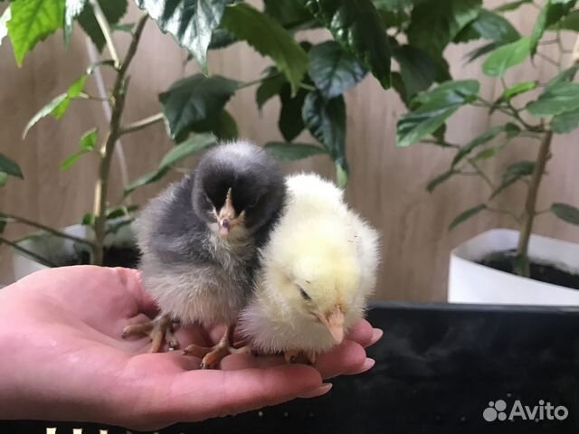 Суточные петушки