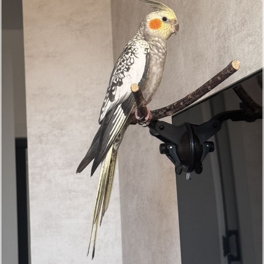 Попугай корелла