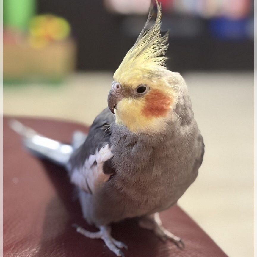 Попугай корелла