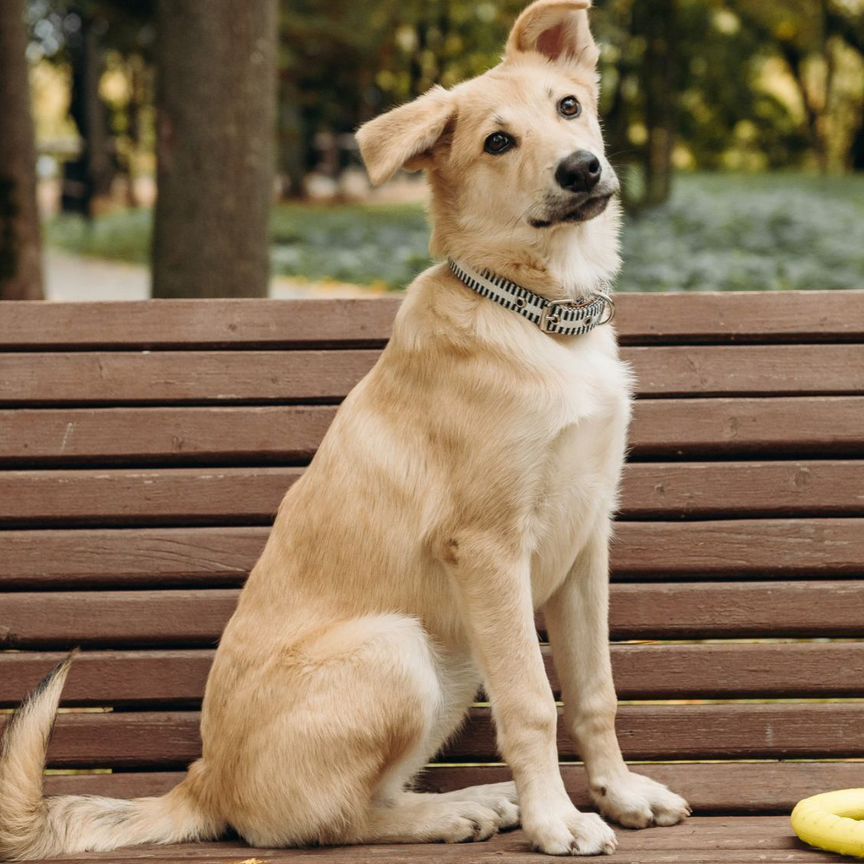 Золотой щенок Стеша в добрые руки