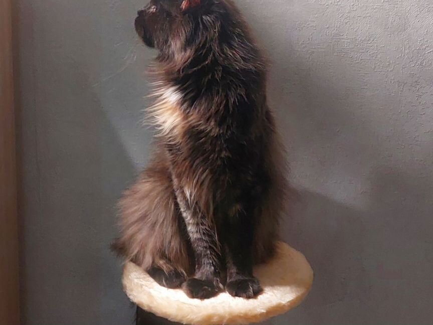 Мейн-кун кошка талисман