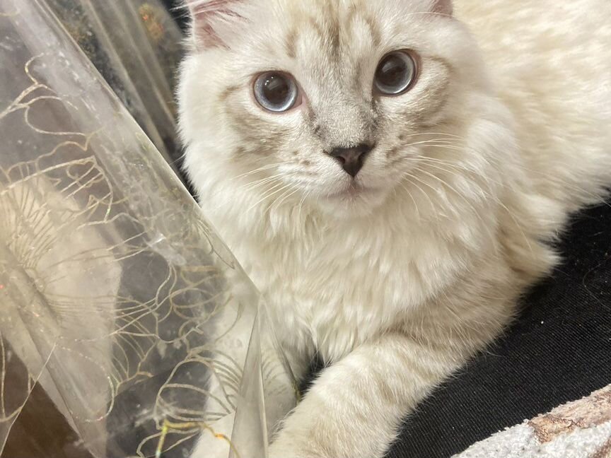 Кот вязка
