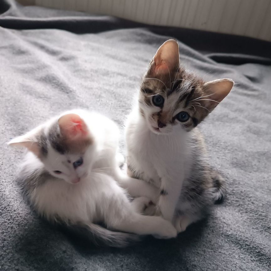Котята деревенские