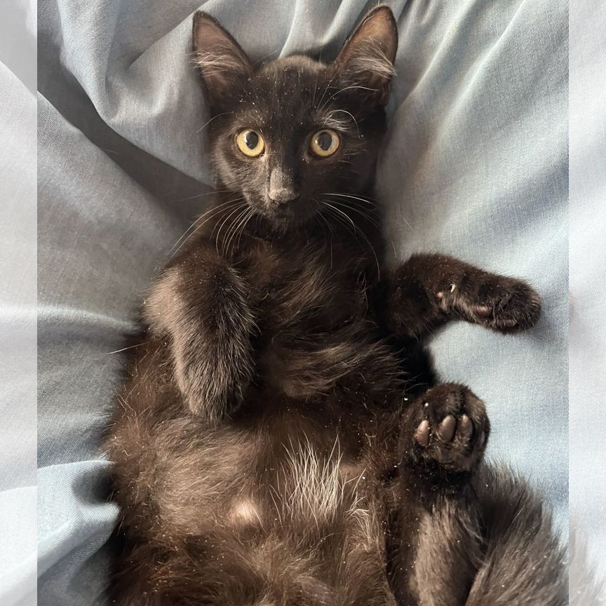 Котёнок в добрые руки