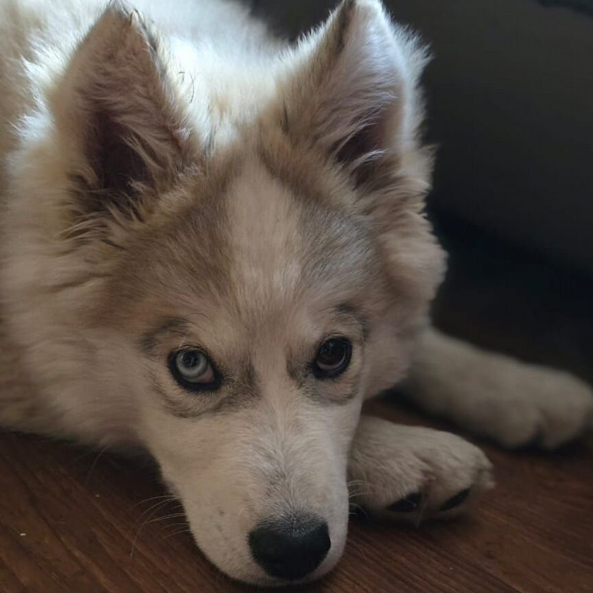 Сибирский хаски щенок в ответственные руки